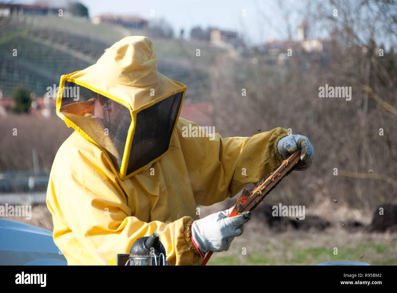 A beekeeper controls the honeys with bees Stock Photo - Alamy