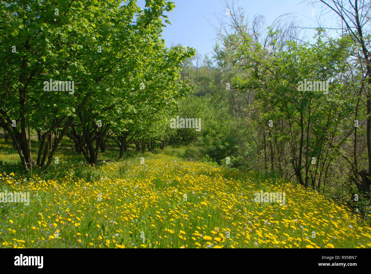 Flowers in a field on the hills of the Langhe Stock Photo - Alamy