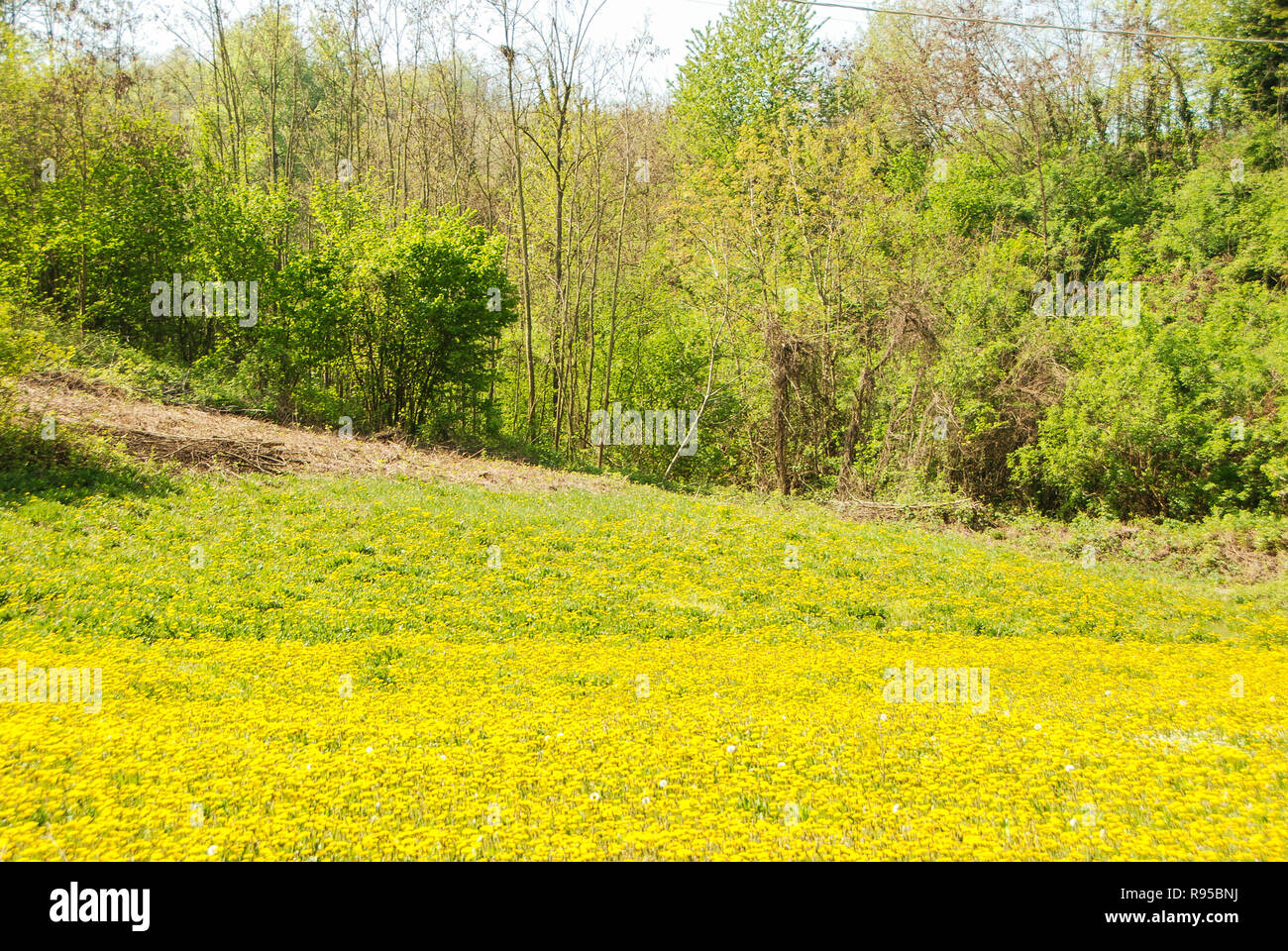 Flowers in a field on the hills of the Langhe Stock Photo - Alamy
