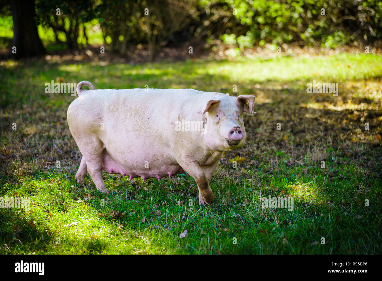 Ham house meadow hi-res stock photography and images - Alamy