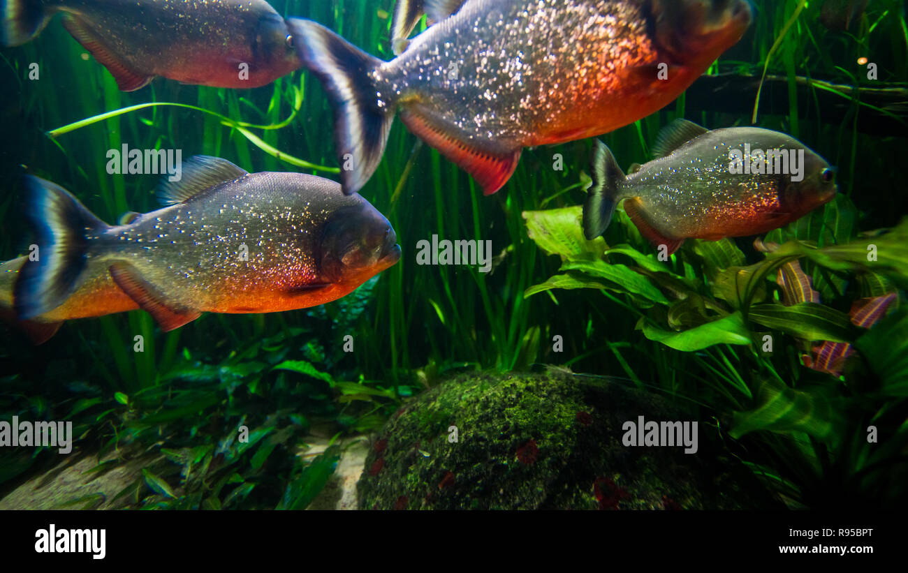 piranha fish underwater close up portrait Stock Photo - Alamy