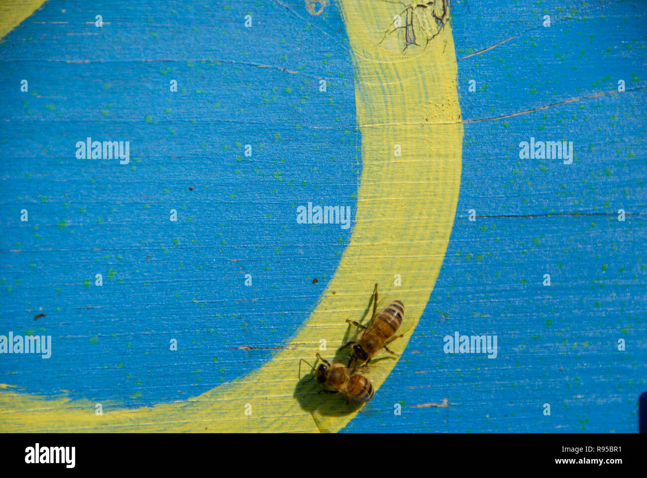 A blue hive with bees Stock Photo - Alamy