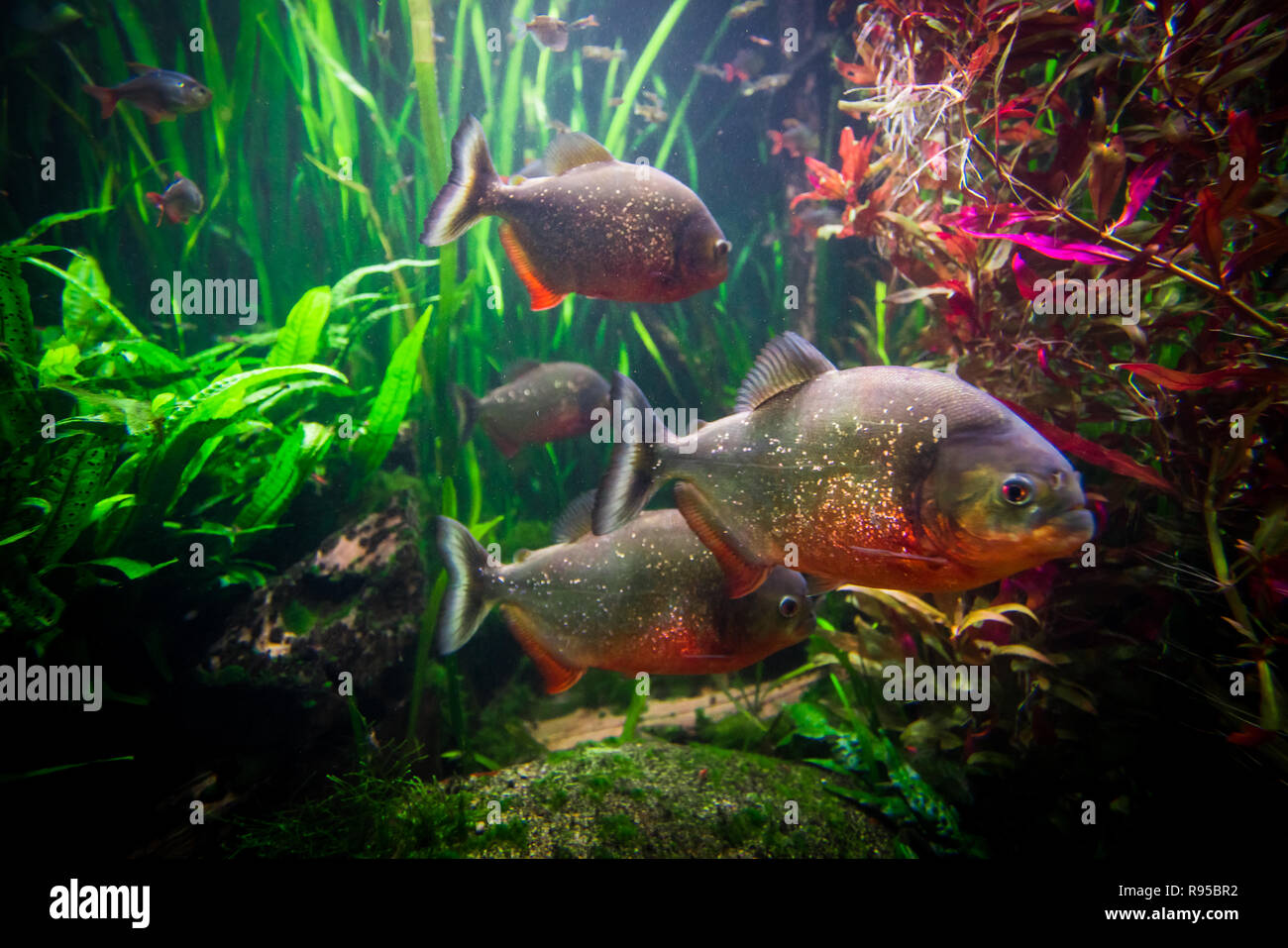 Piranha fish underwater close hi-res stock photography and images - Alamy