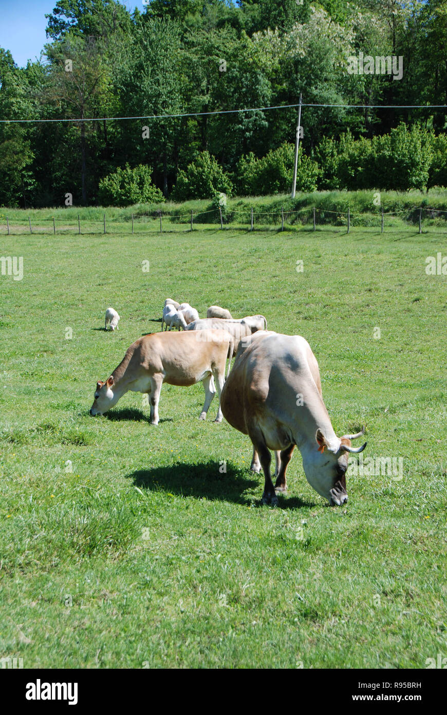 Cows grazing free in a field, Piedmont - Italy Stock Photo - Alamy