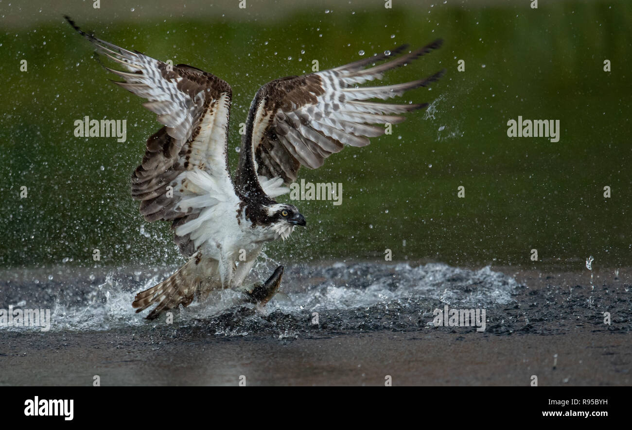 Osprey flying with Fish Stock Photo - Alamy