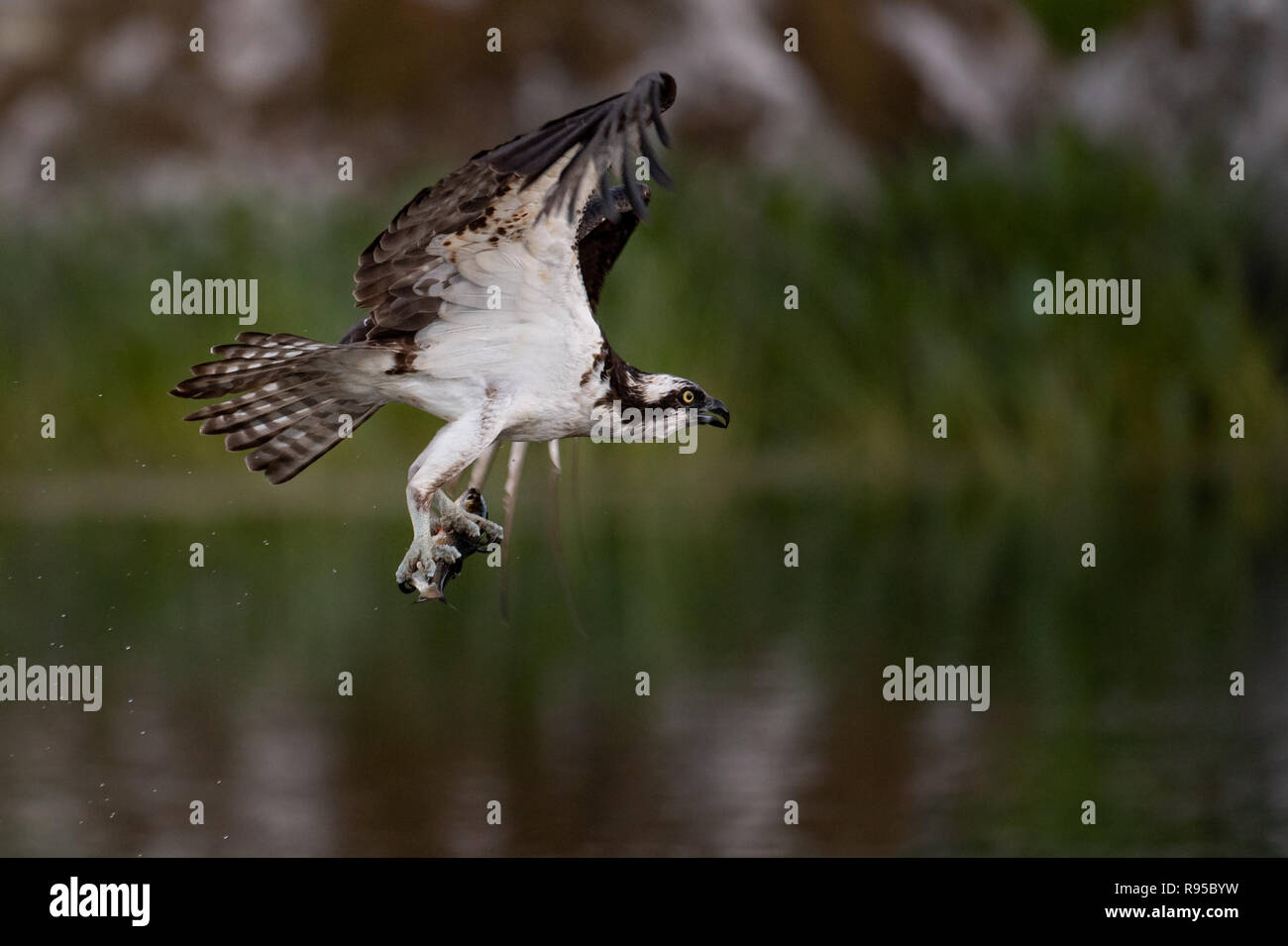 Osprey flying with Fish Stock Photo - Alamy