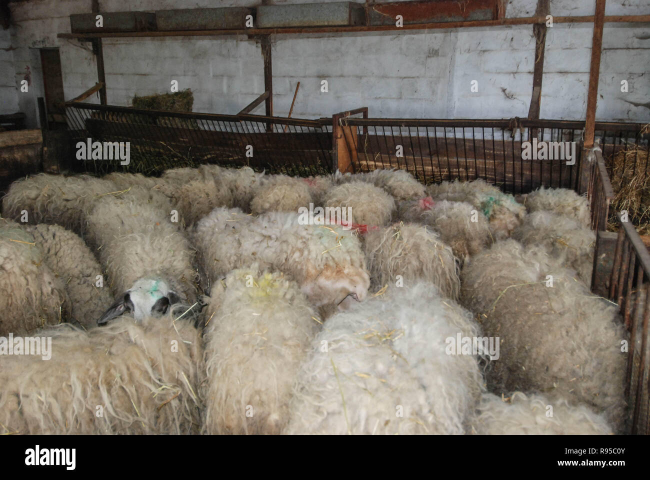 A flock of sheep in a sheep Stock Photo - Alamy