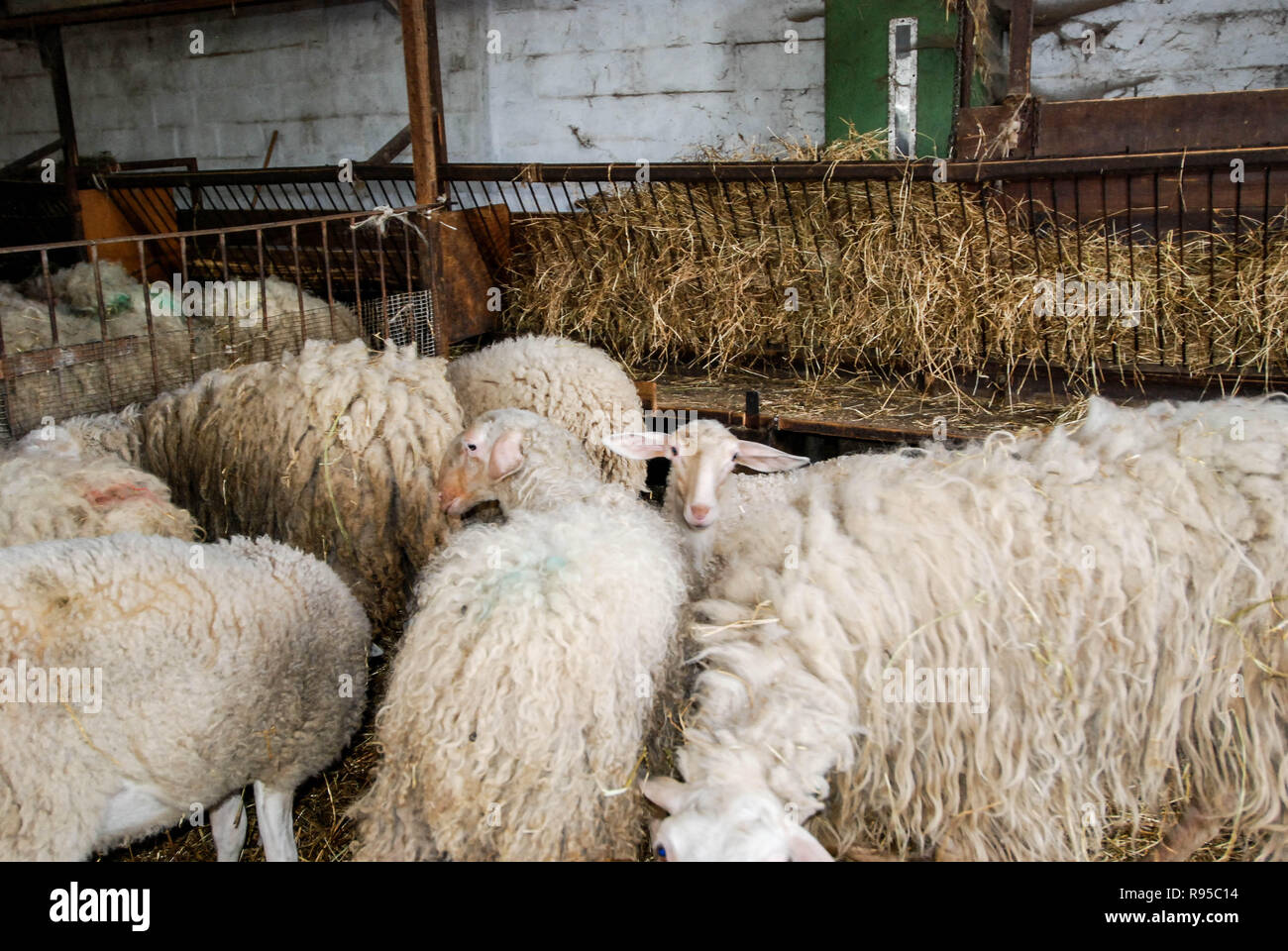 A flock of sheep in a sheep Stock Photo - Alamy