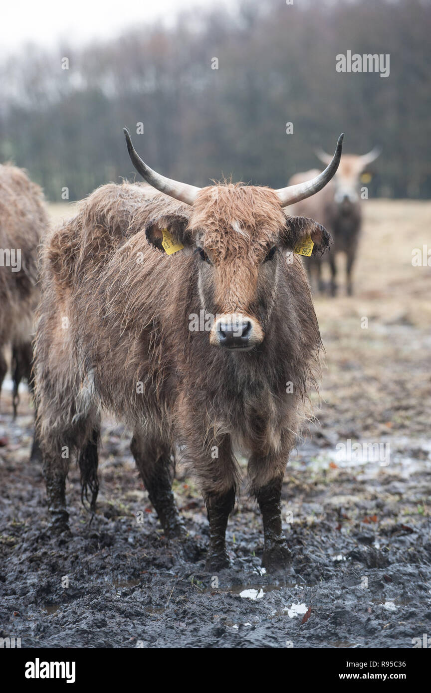 05.02.2013, Germany, Schleswig-Holstein, Aukrug - Heckrinder des ...