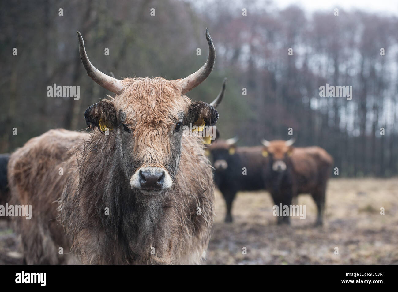 05.02.2013, Germany, Schleswig-Holstein, Aukrug - Heckrinder des ...
