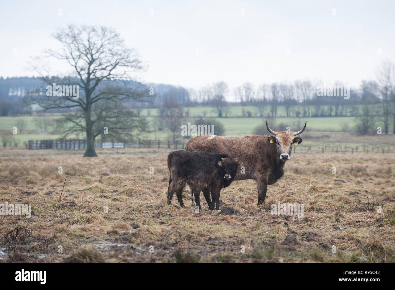 05.02.2013, Germany, Schleswig-Holstein, Aukrug - Heckrinder des ...