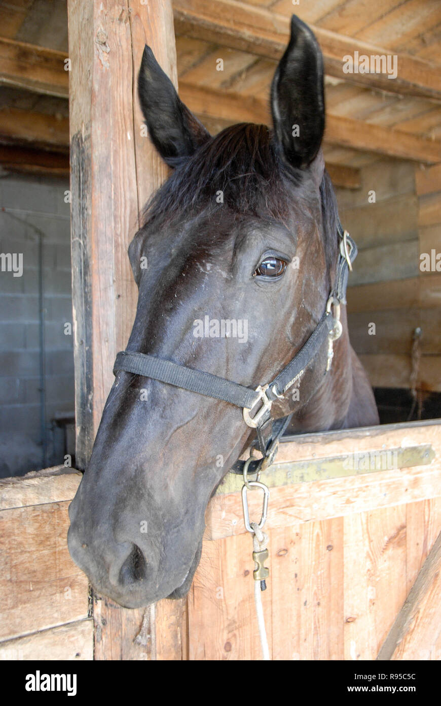 Profile of the head of a horse in the stable Stock Photo - Alamy
