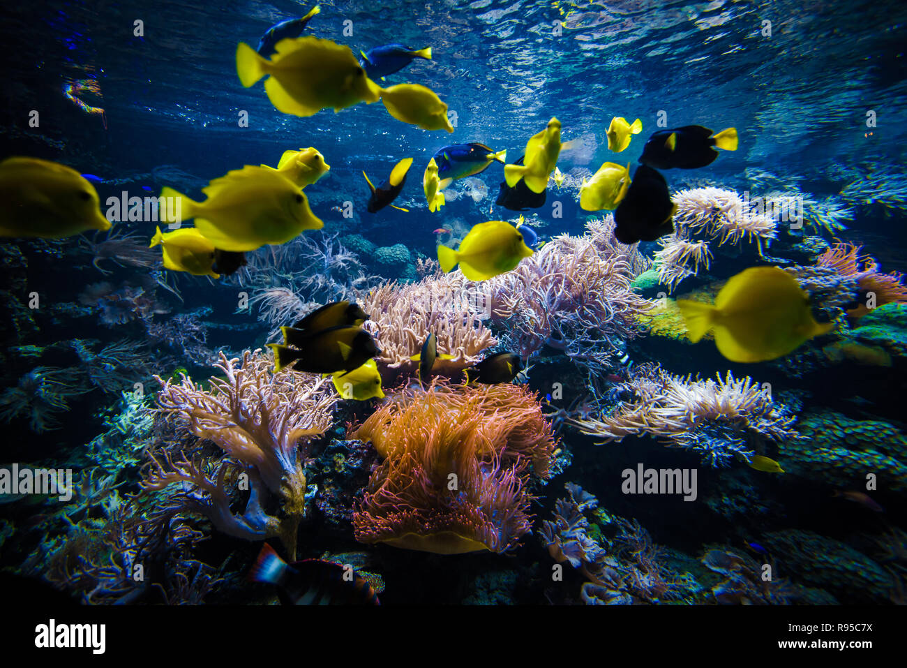 underwater coral reef landscape with colorful fish Stock Photo - Alamy