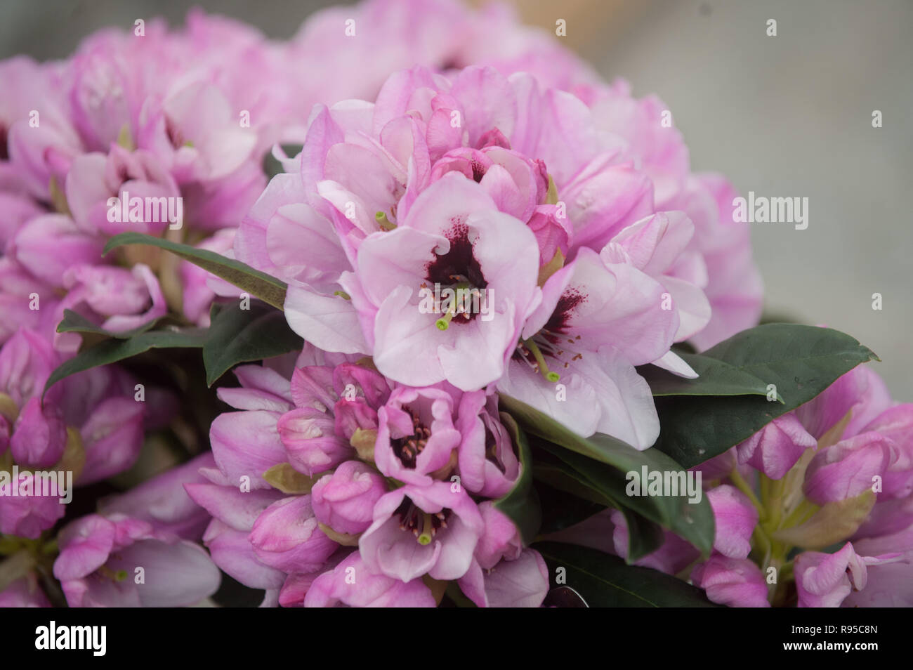 Gewaechshaus hi-res stock photography and images - Alamy