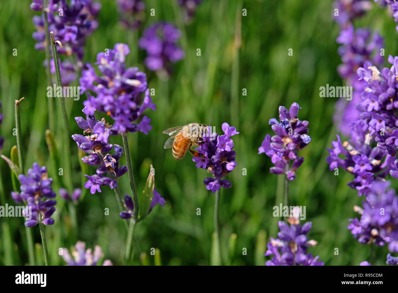 Lavender and Bees Stock Photo - Alamy