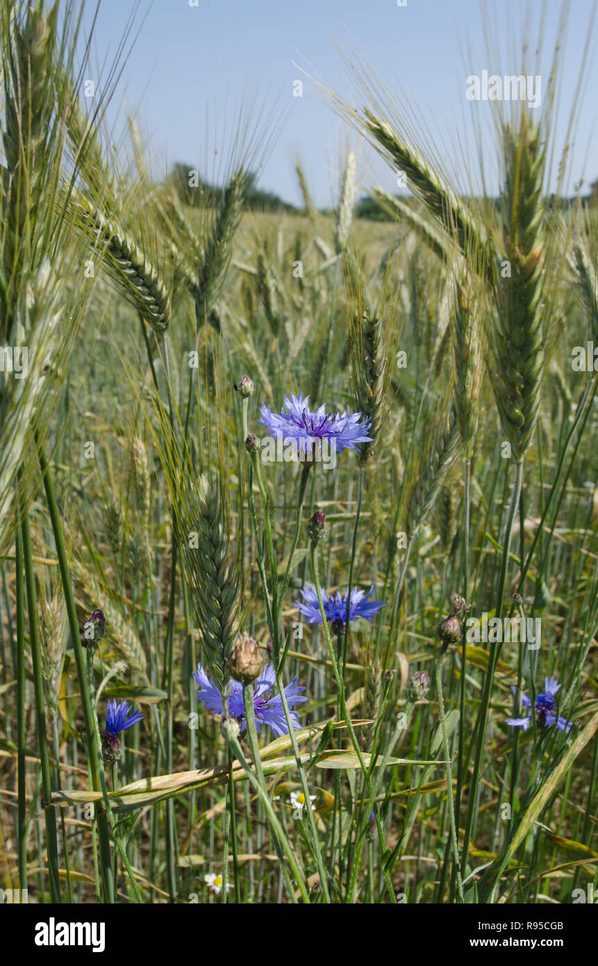 Getreidefeld mit kornblumen hi-res stock photography and images - Alamy