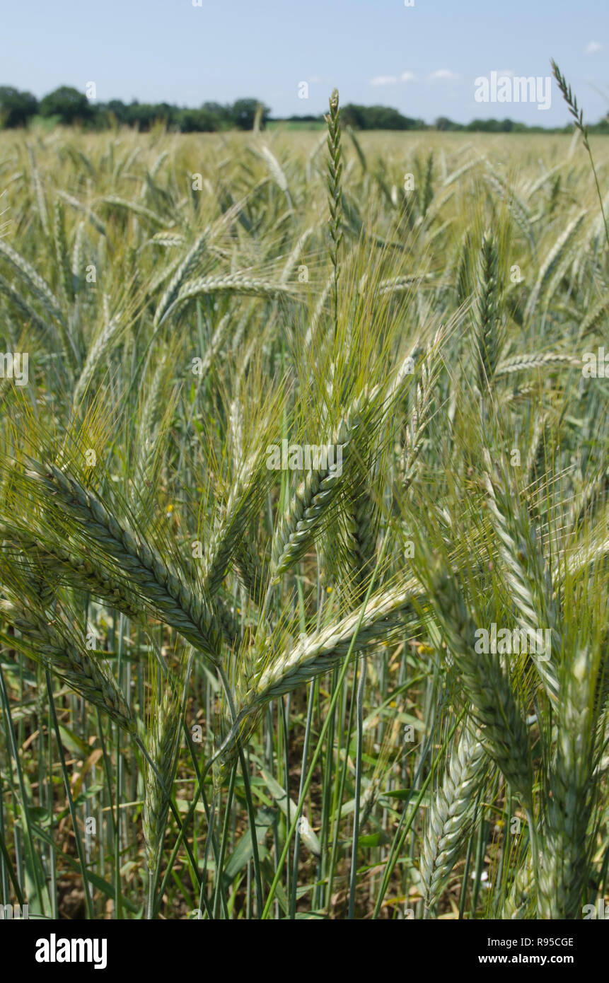 Noer hi-res stock photography and images - Alamy