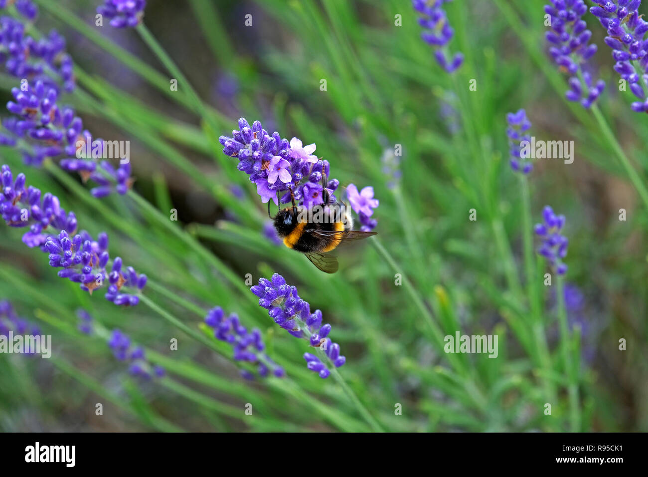 Lavender and Bees Stock Photo - Alamy