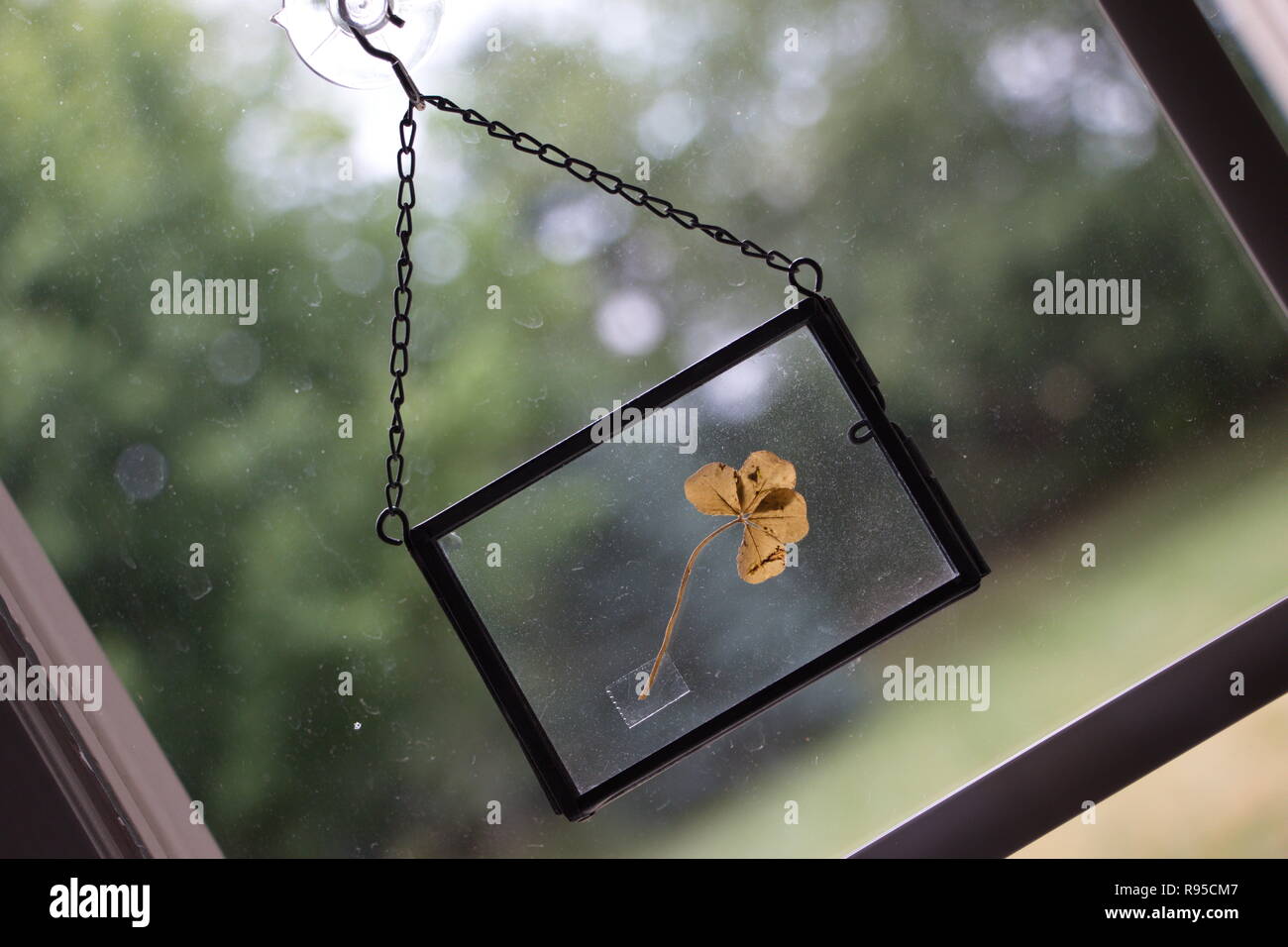 Amazing little cute flower close up Stock Photo - Alamy