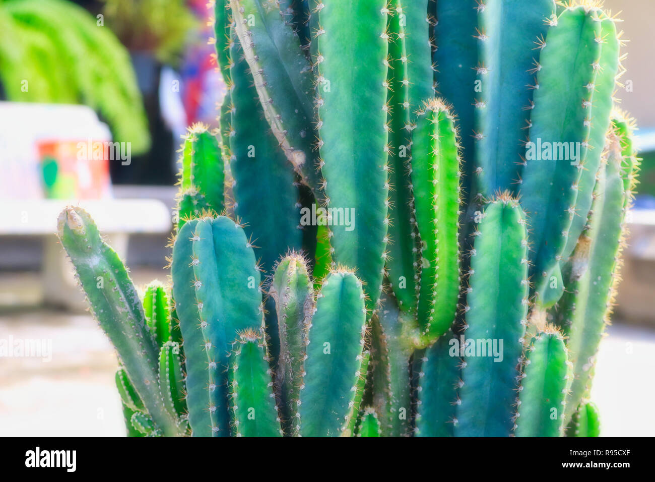 This photo shows a beautiful green cactus. The picture was taken in Hua ...