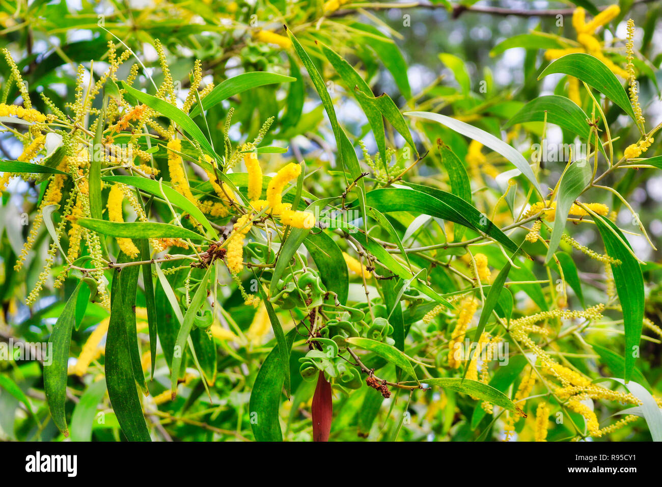 This unique nature photo shows a tropical tree with yellow flowers. The ...