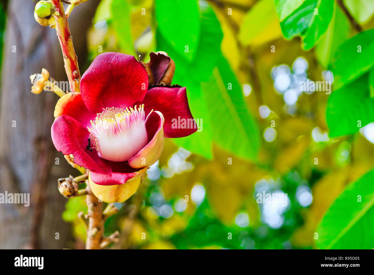 This unique nature photo shows a very rare exotic red flower. The ...