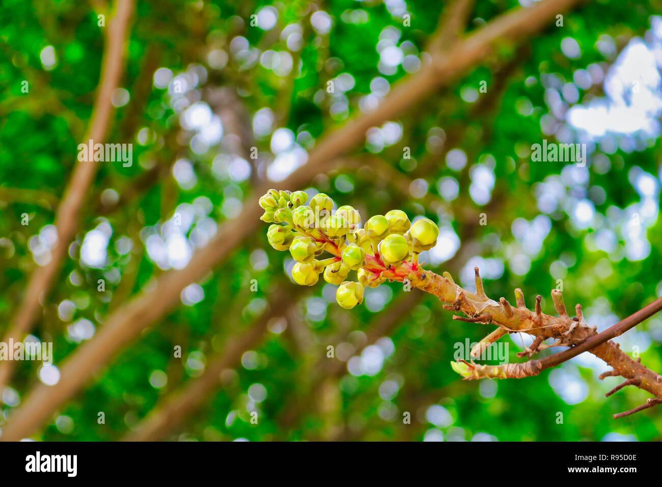 This unique nature photo shows a very rare exotic tree fruit. The ...