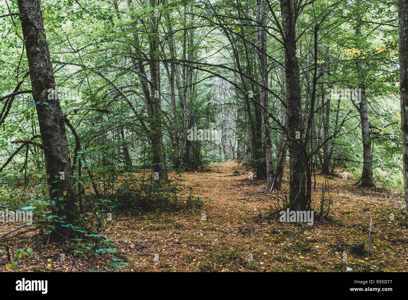 Autumn woodland forest with light showing through the trees Stock Photo ...