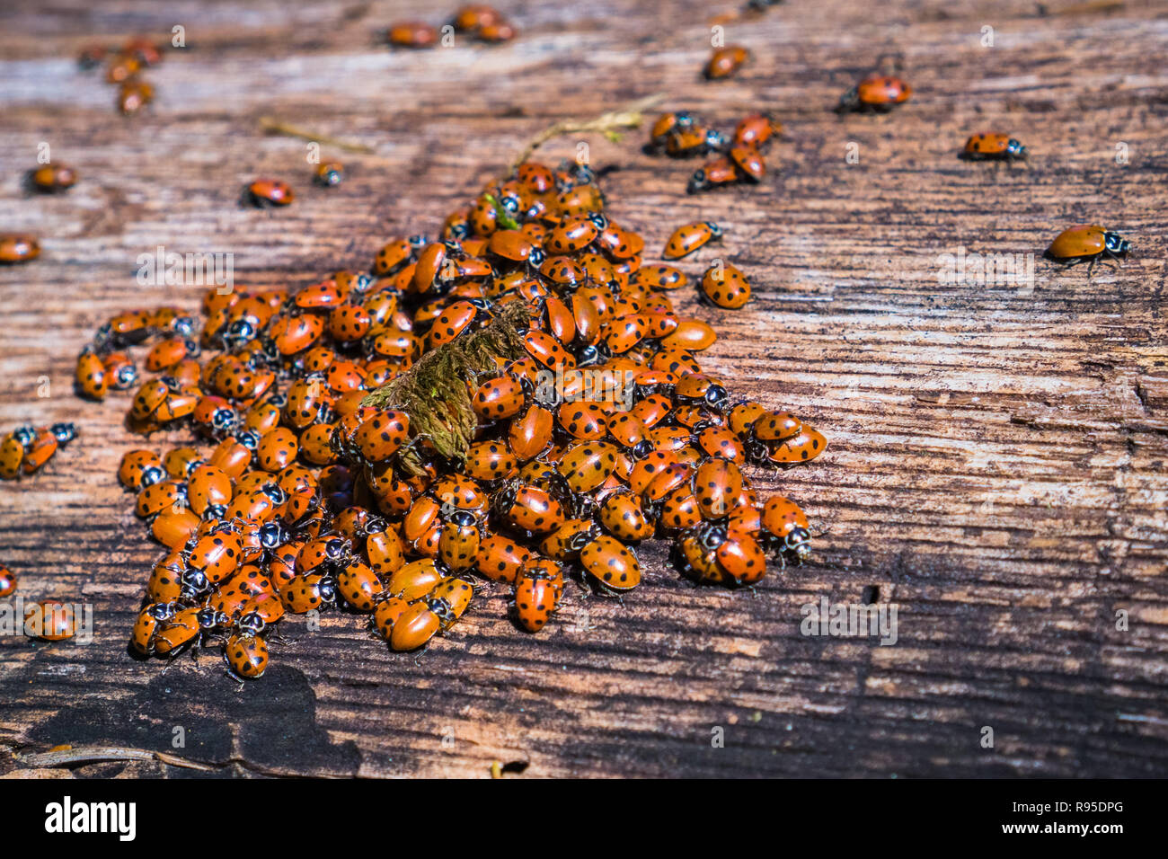 Swarming insects hi-res stock photography and images - Alamy