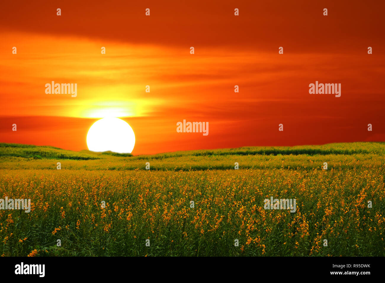 sunhemp in the valley and the sunset and the color sky Stock Photo - Alamy