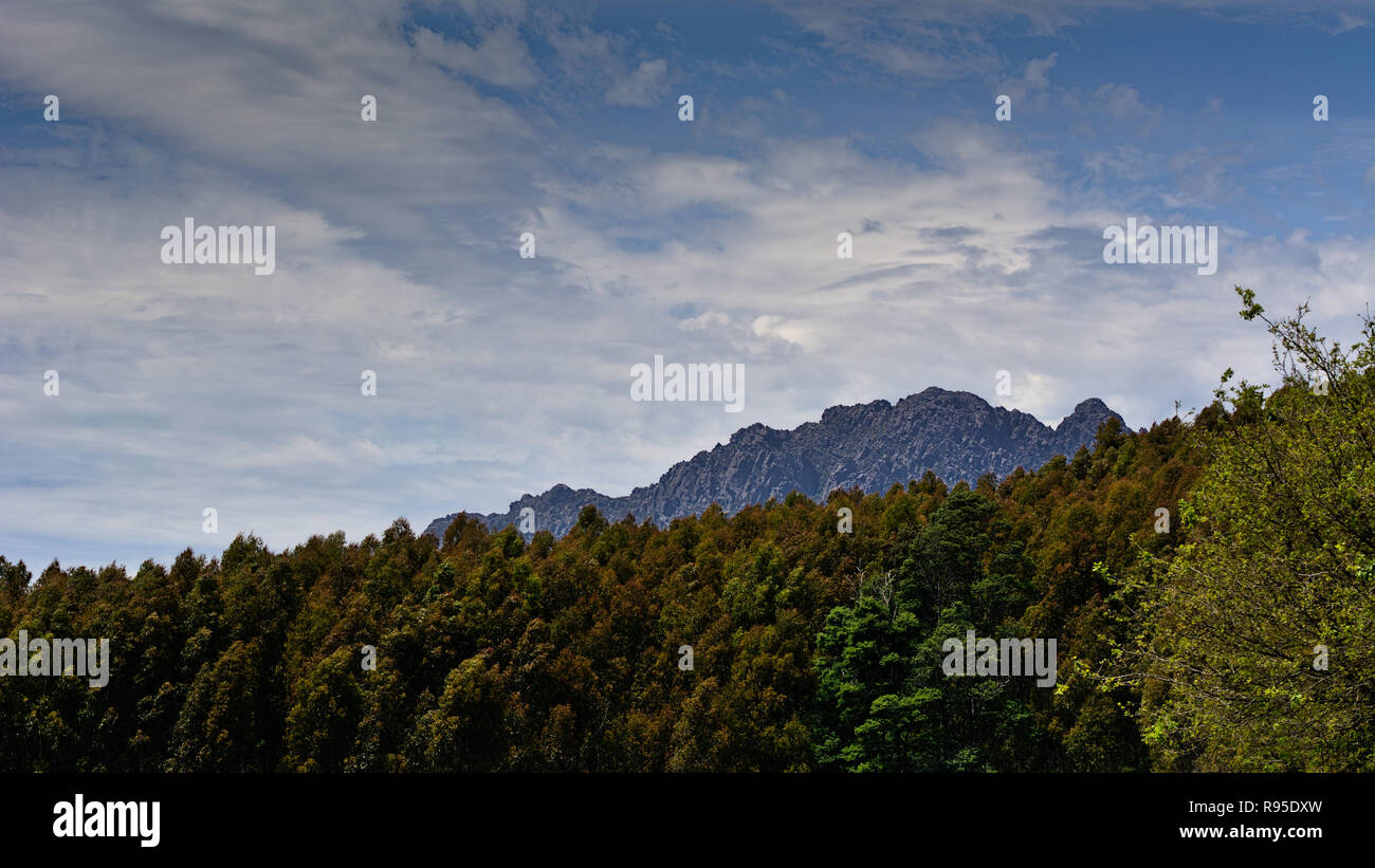 Forest with mountain in background Stock Photo - Alamy