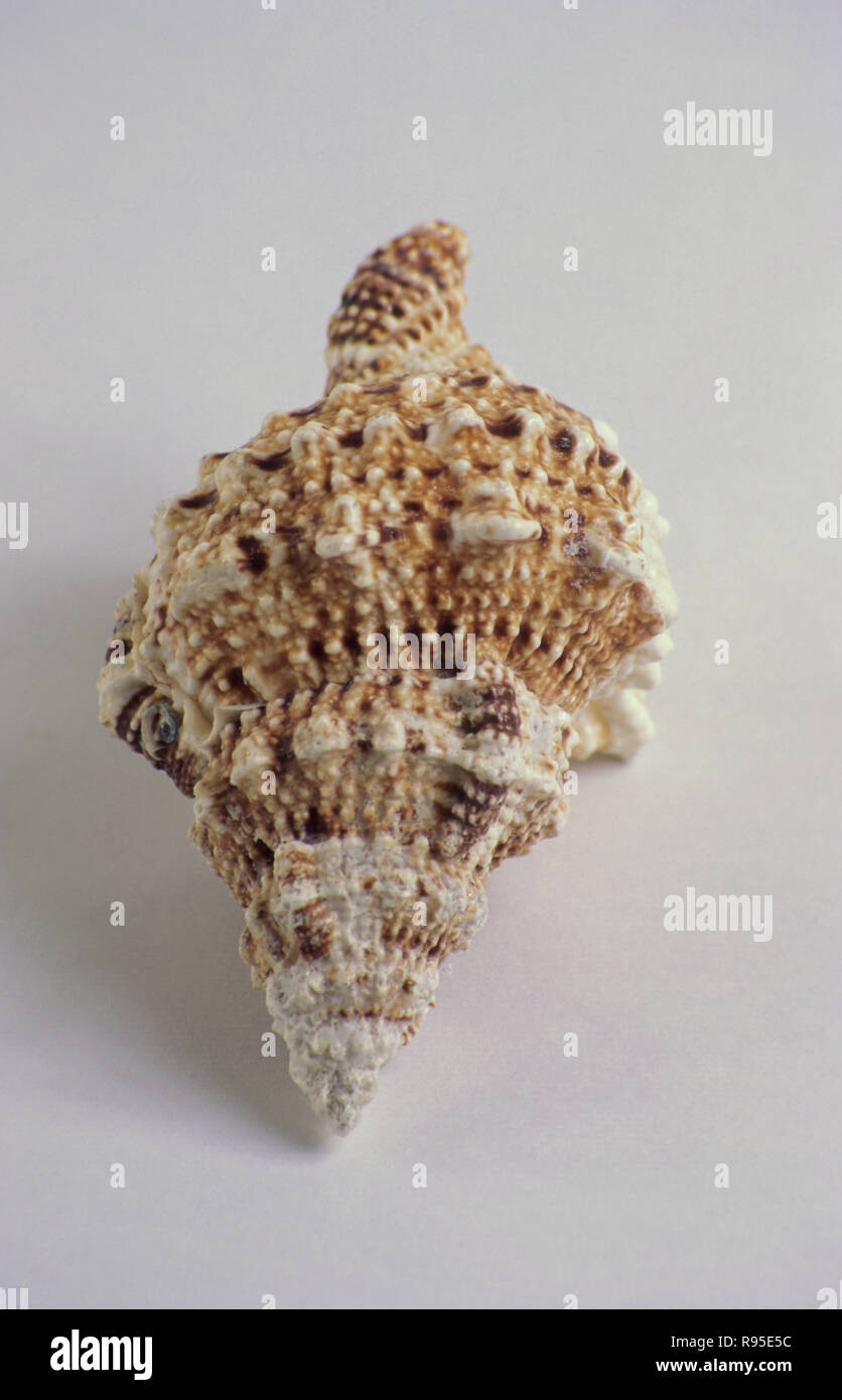 Conch Shell India High Resolution Stock Photography and Images - Alamy