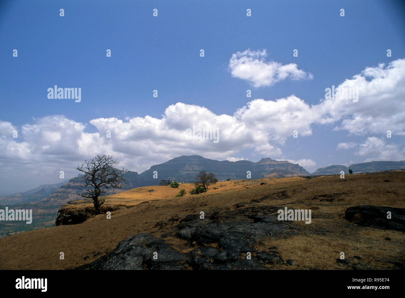 nature in month of may, malshej ghat, maharashtra, india Stock Photo ...