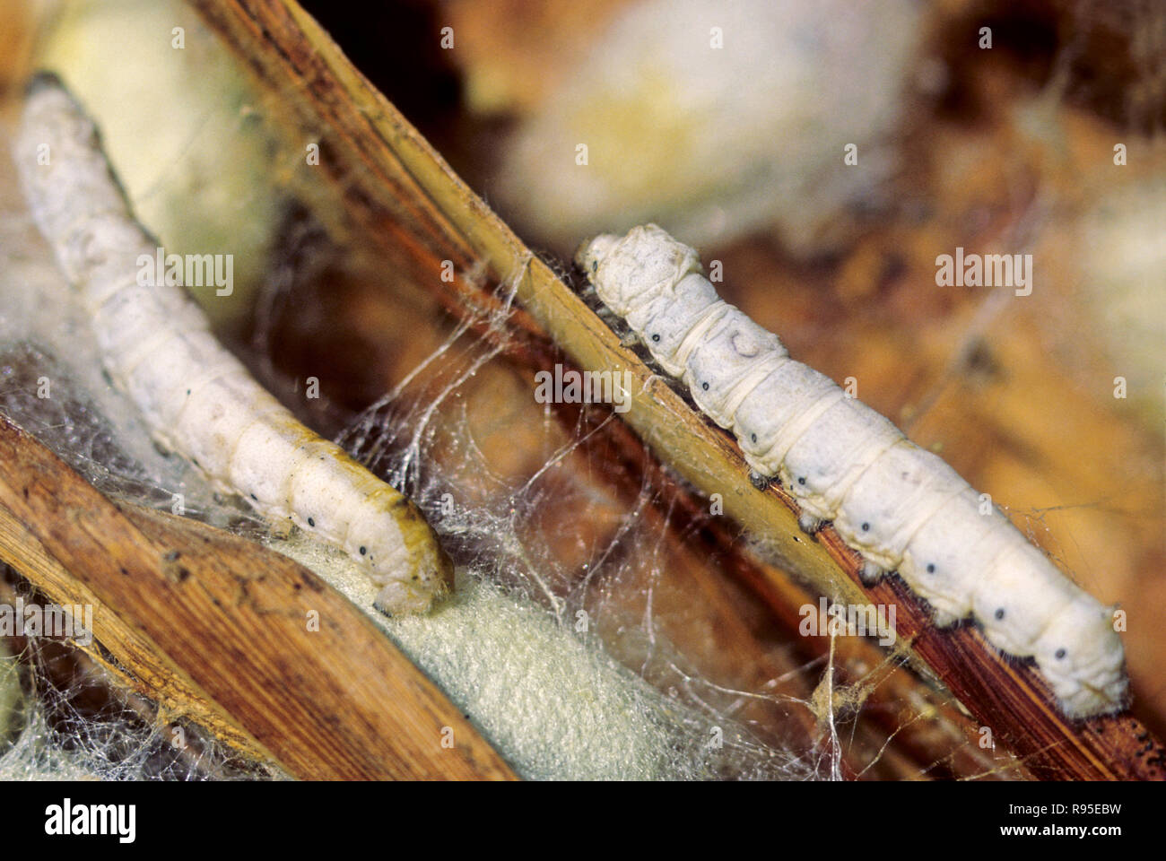 Scale worms hi-res stock photography and images - Alamy