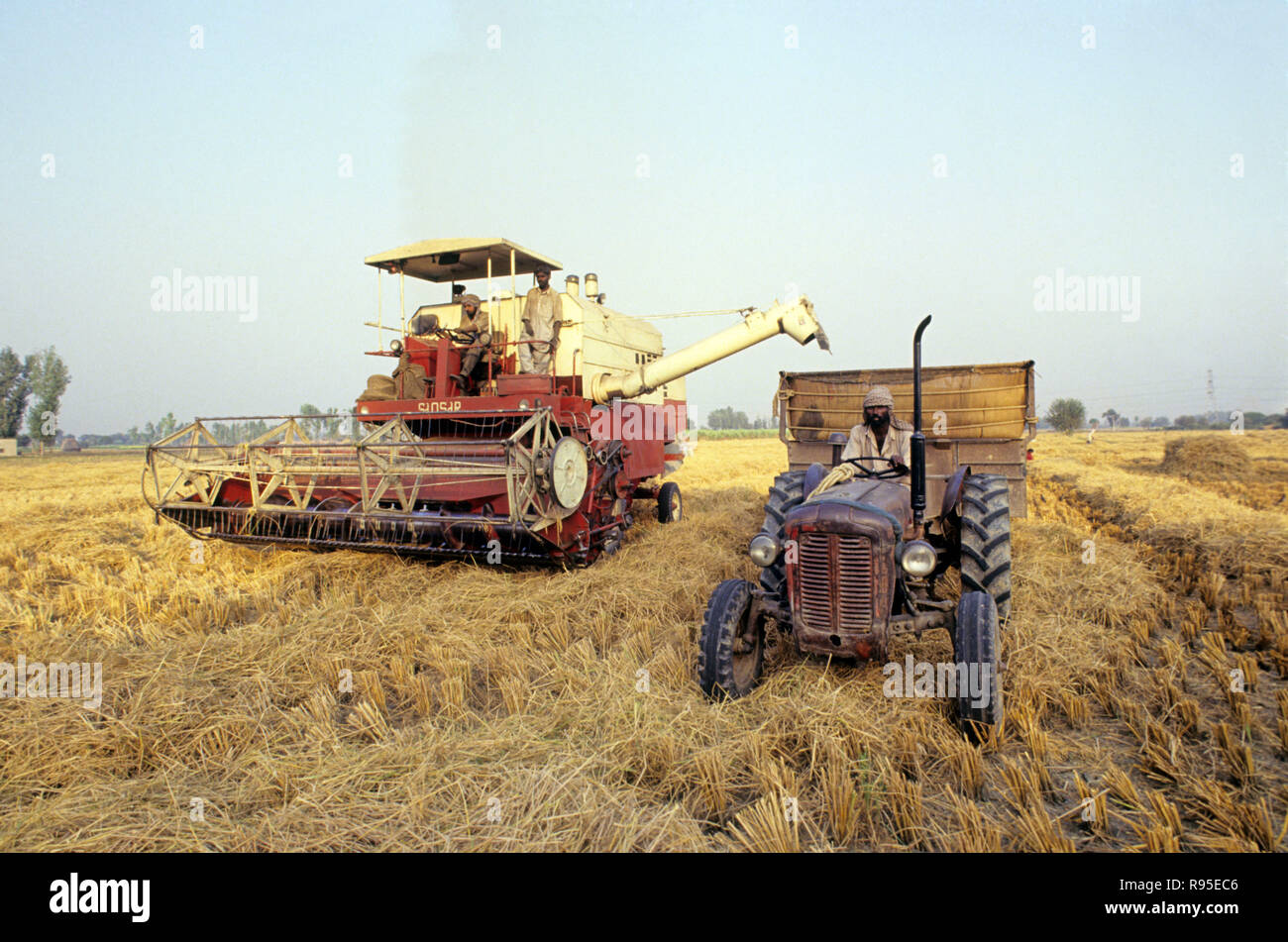 Wheat Harvesting, punjab, india Stock Photo - Alamy