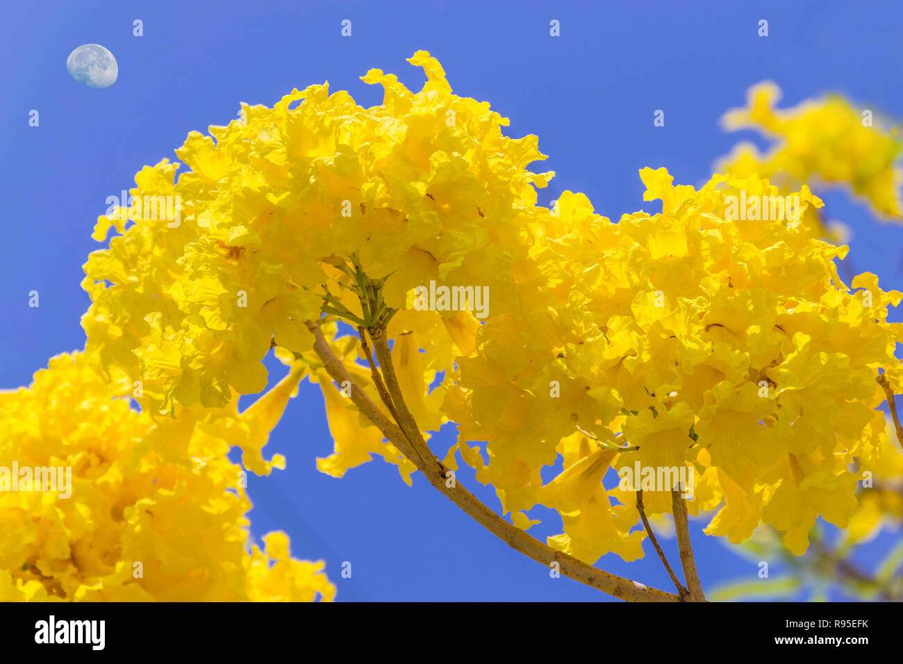 Beautiful tabebuia argentea flower hi-res stock photography and images ...
