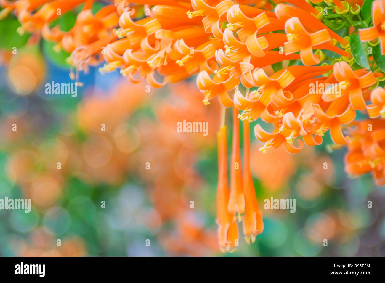 Firecracker vine hi-res stock photography and images - Alamy