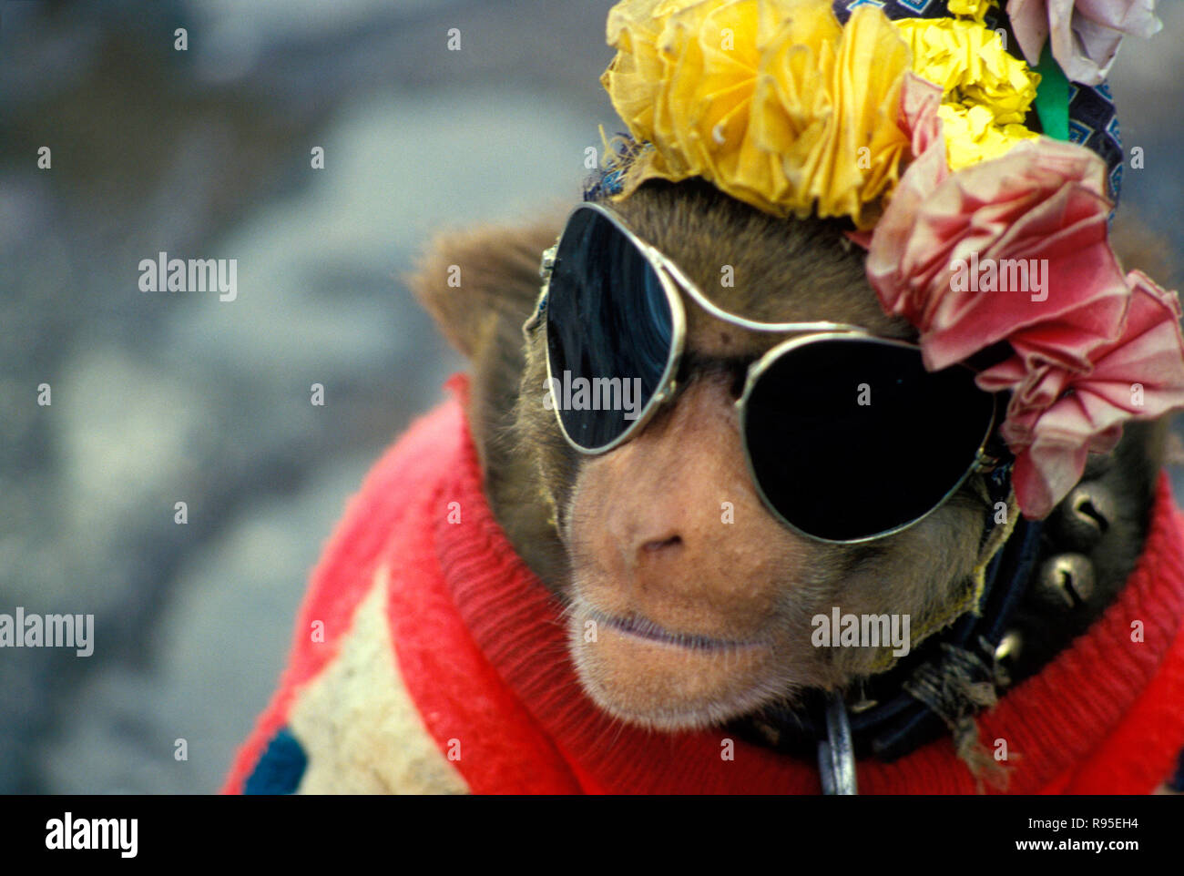 Monkey with glasses hi-res stock photography and images - Alamy