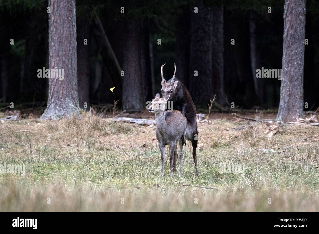 Sika deer | usage worldwide Stock Photo - Alamy