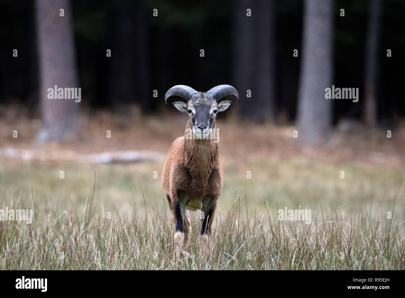 Mufflon | usage worldwide Stock Photo - Alamy
