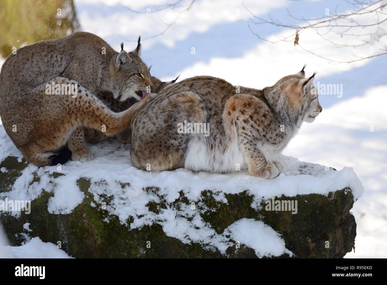 Lynx | usage worldwide Stock Photo - Alamy