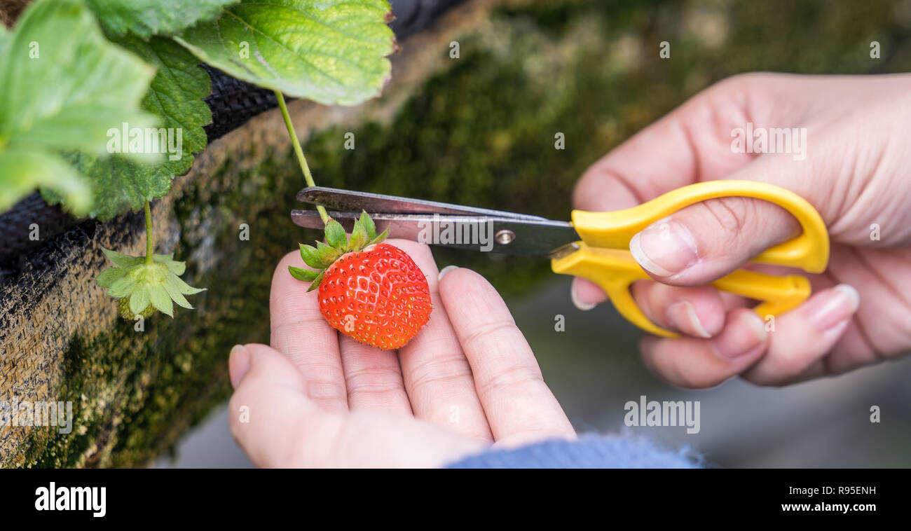 A young woman is picking up fresh seasonal strawberries with scissors ...