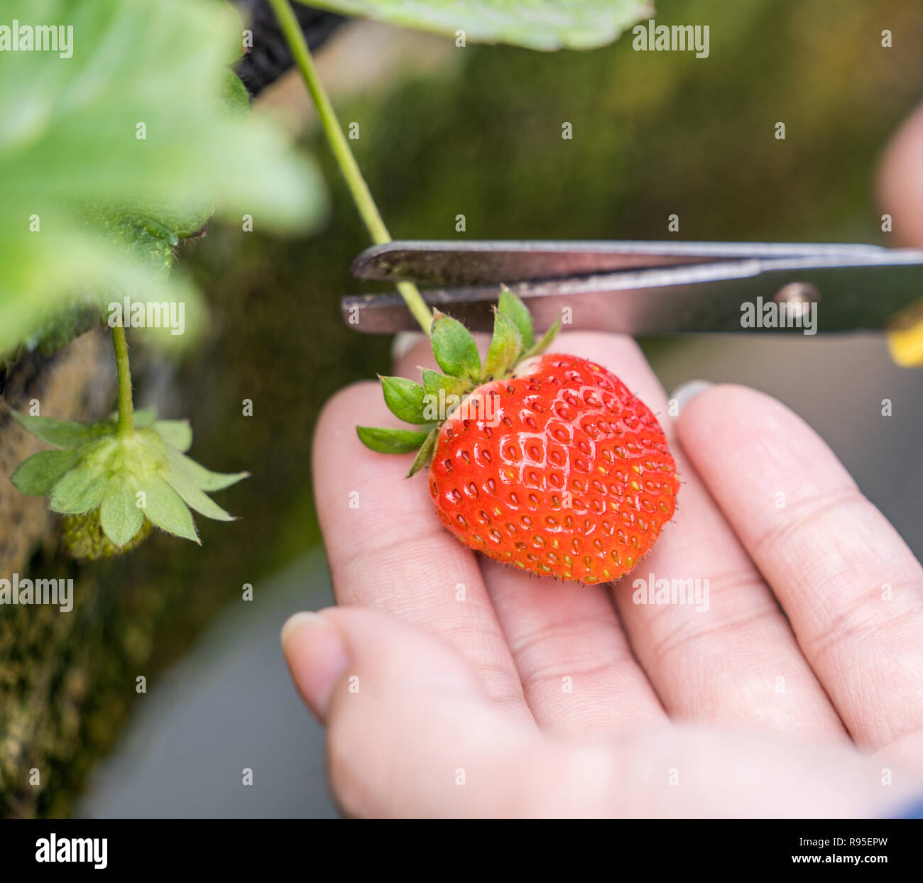 A young woman is picking up fresh seasonal strawberries with scissors ...