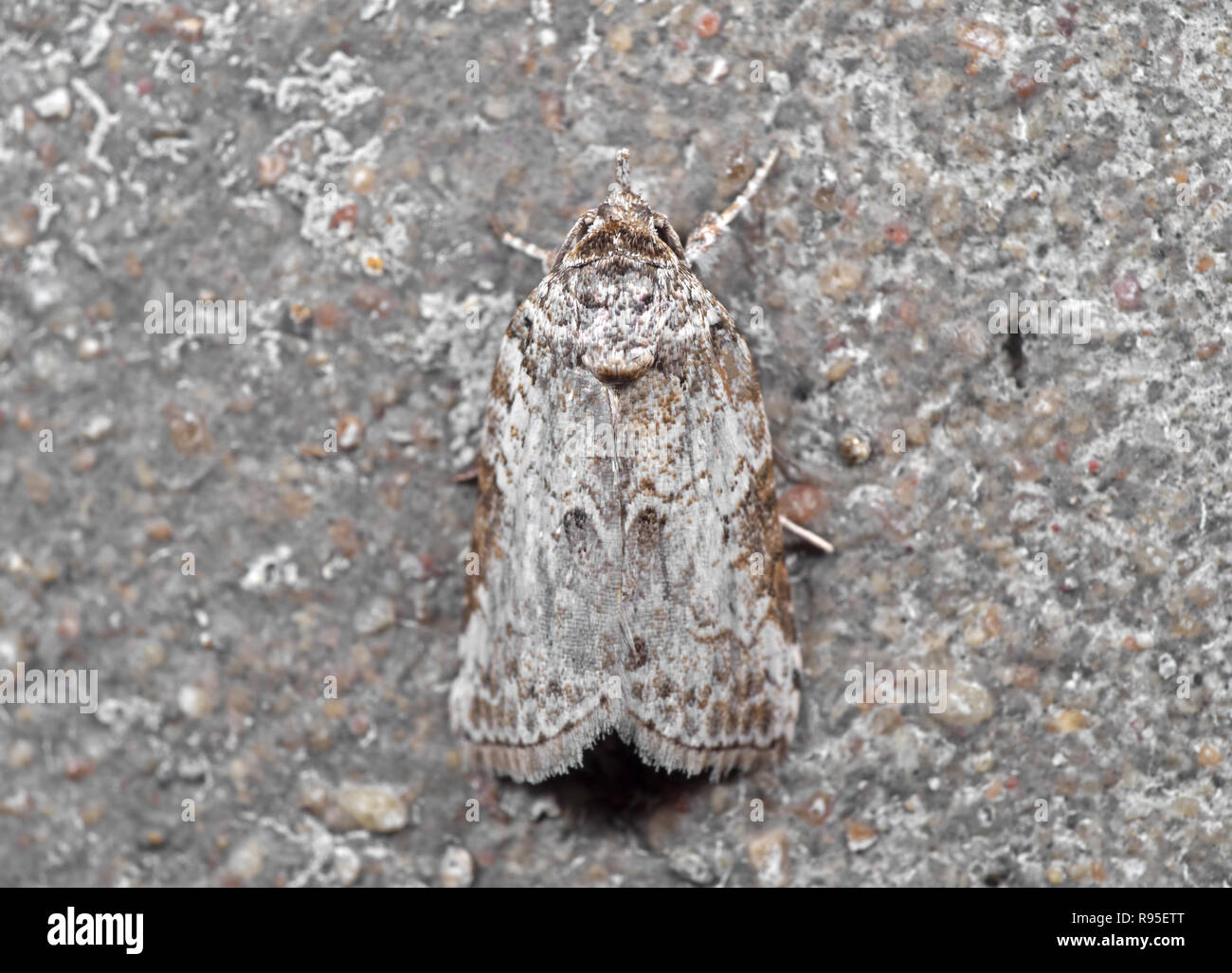 Macro Photography of Little Moth Camouflage on The Wall Stock Photo - Alamy