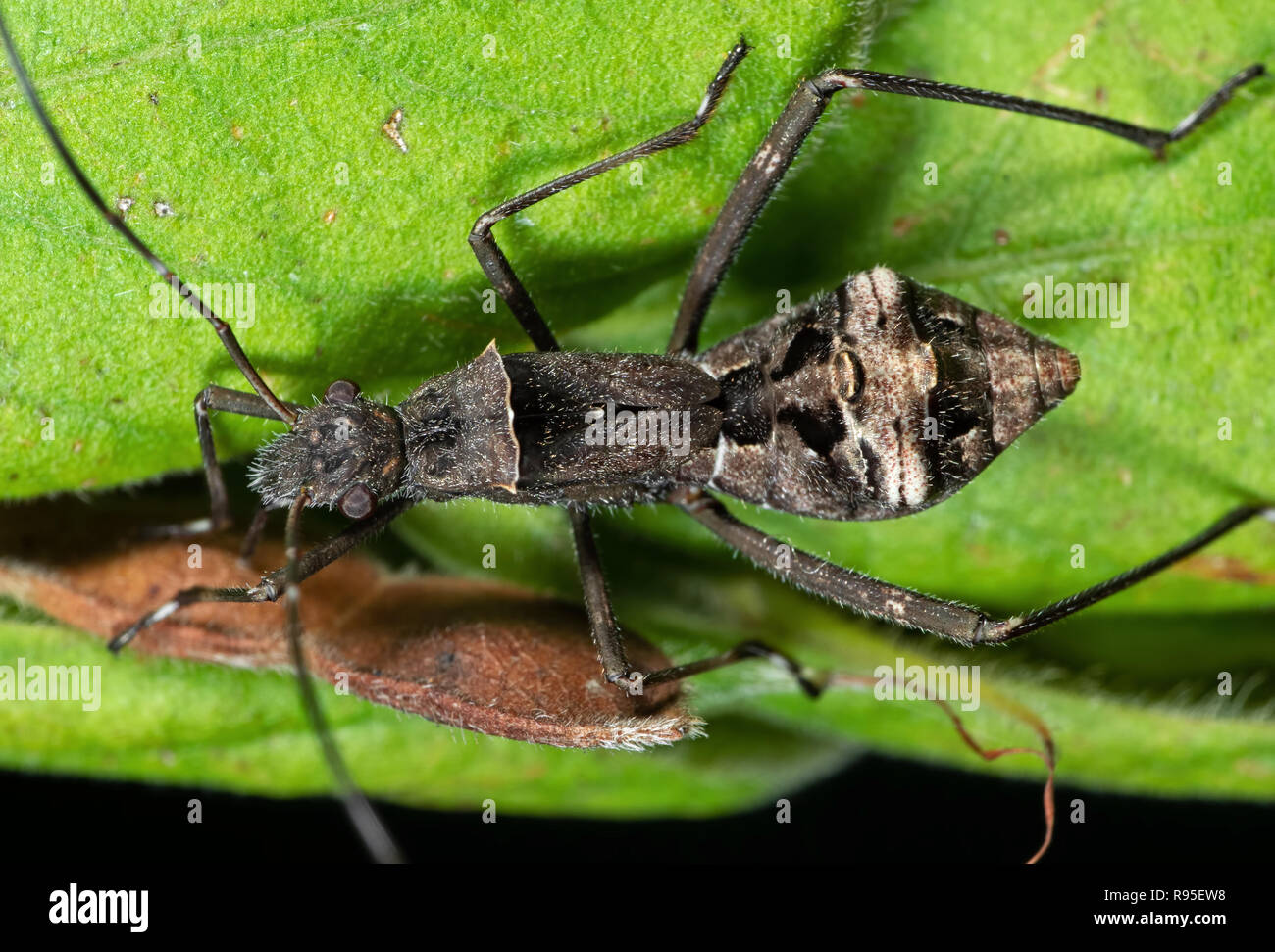 Macro Photography of Broad-Headed Bug On Green Leaf Stock Photo - Alamy