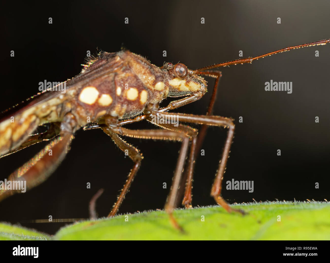 Macro Photography of Broad-Headed Bugs on Green Leaf, Selective Focus ...