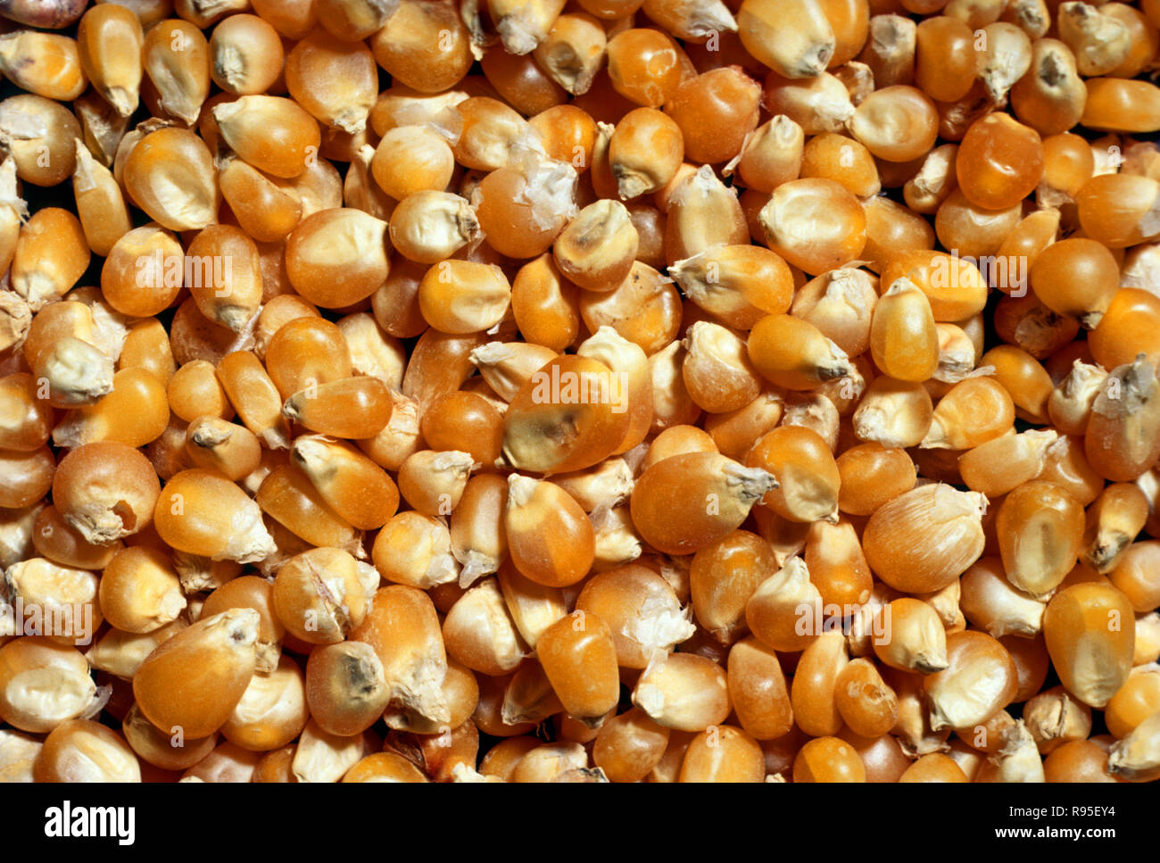 Corn economy hi-res stock photography and images - Alamy