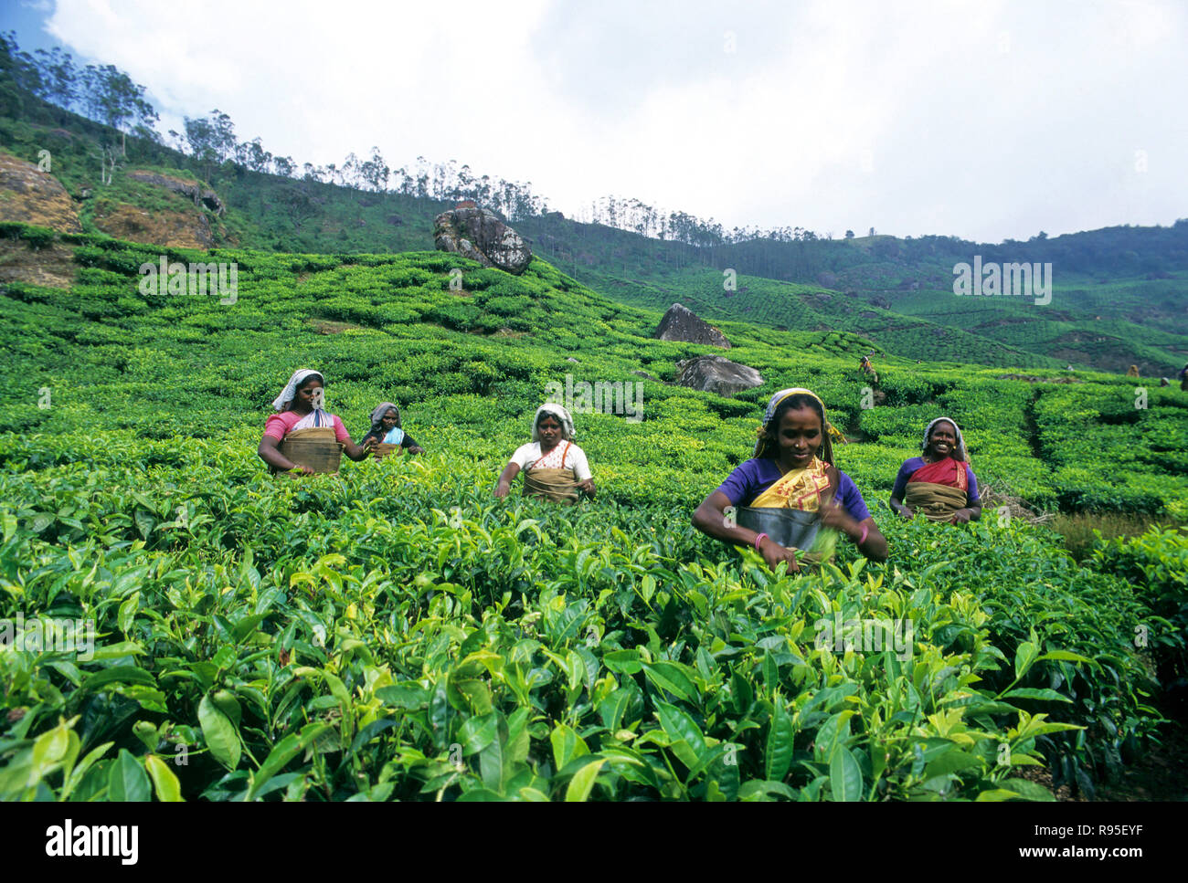 Tea Plantations at Munnar, Kerala, India Stock Photo - Alamy