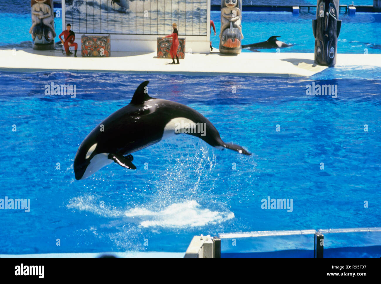 Hind limbs whale hi-res stock photography and images - Alamy