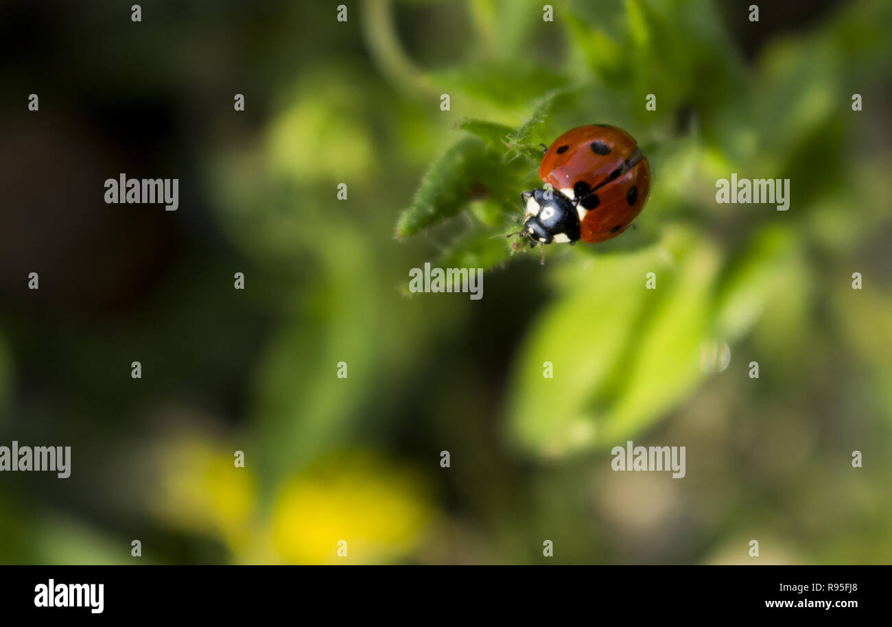 Beautiful ladybird on green hi-res stock photography and images - Alamy